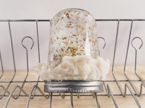 Top 5 Reasons for Growing Sprouts at Home & How to Grow Them