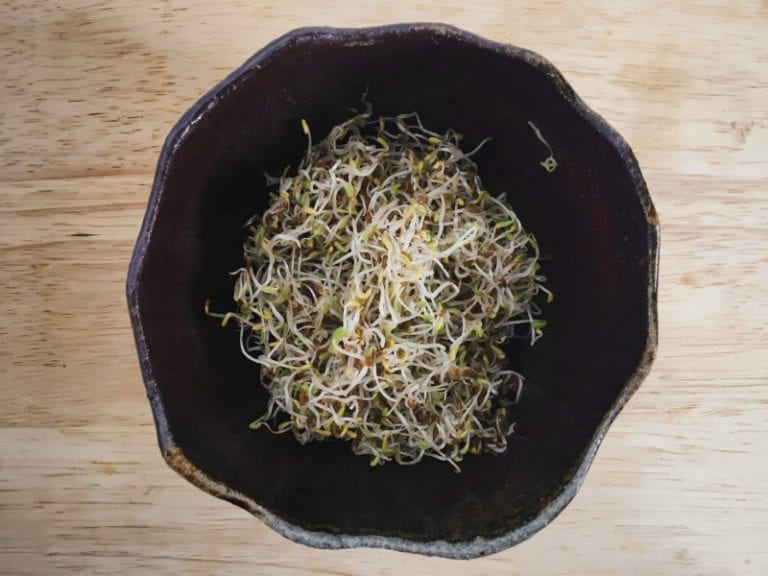 Top 5 Reasons for Growing Sprouts at Home & How to Grow Them
