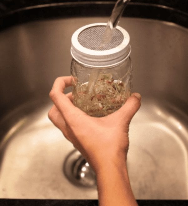 Top 5 Reasons for Growing Sprouts at Home & How to Grow Them