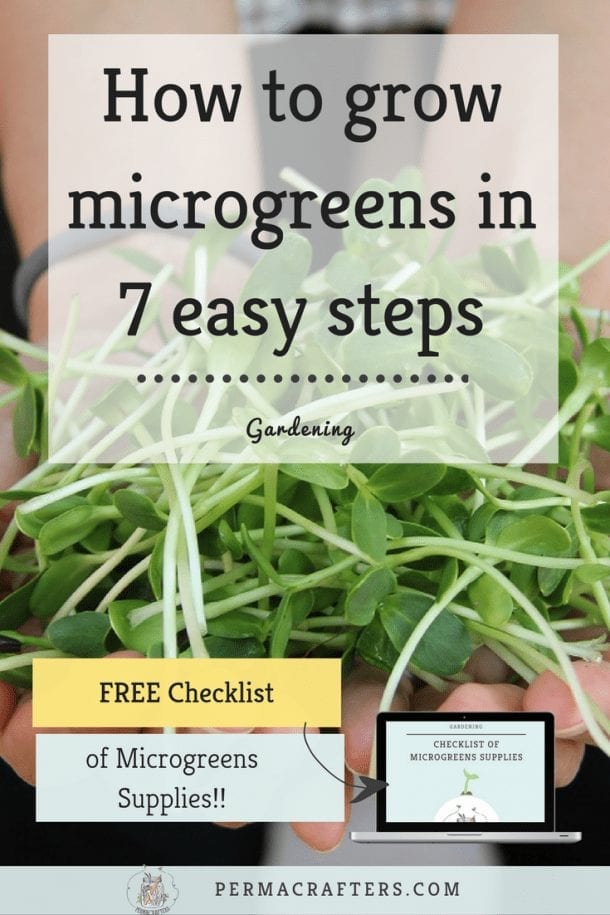 How To Grow Your Own Microgreens In 7 Easy Steps - Permacrafters