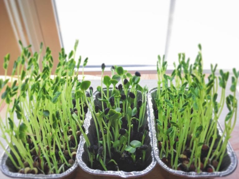 How To Grow Your Own Microgreens In 7 Easy Steps - Permacrafters