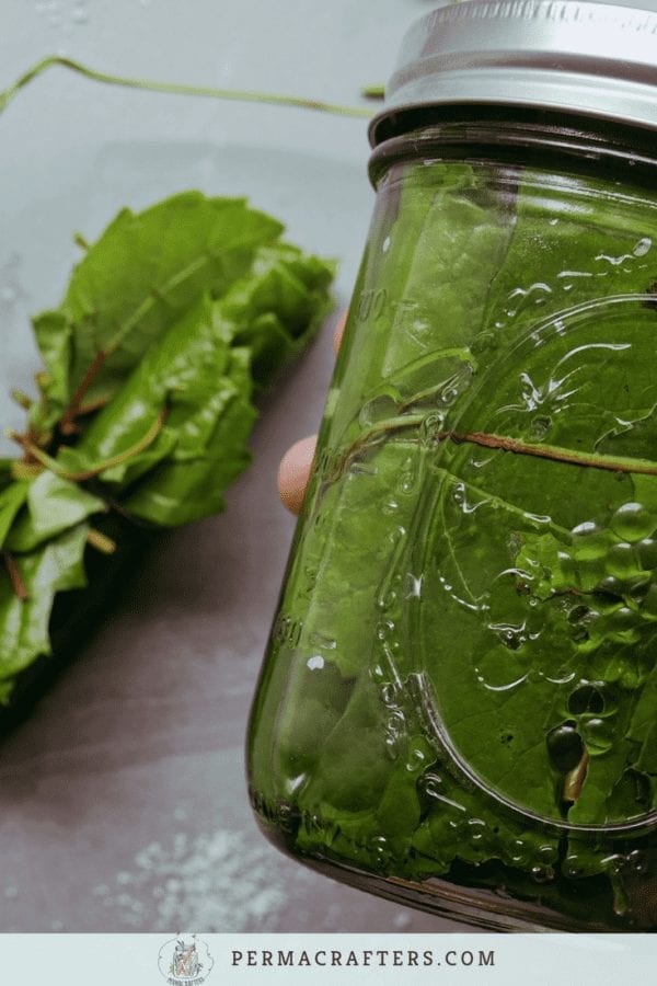How to Make Pickled Grape Leaves with Lacto-Fermentation - Permacrafters