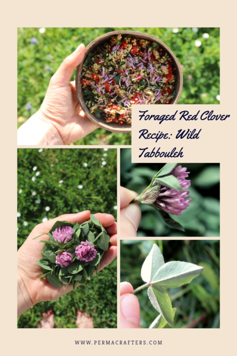Foraged Red Clover Recipe: Wild Tabbouleh - Permacrafters