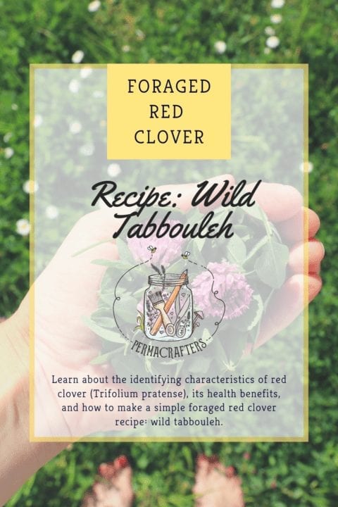 Foraged Red Clover Recipe: Wild Tabbouleh - Permacrafters