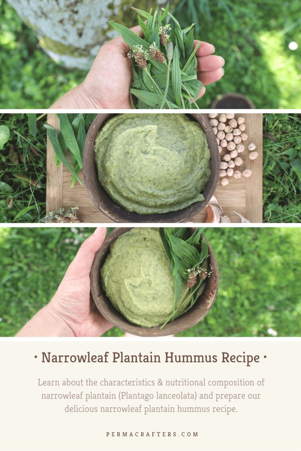 Narrowleaf Plantain Hummus Recipe: Backyard Foraging - Permacrafters