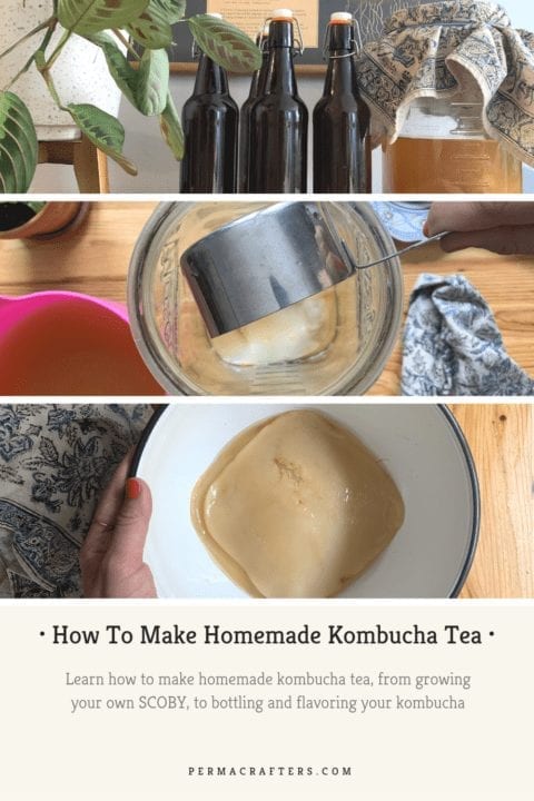 How To Make Homemade Kombucha Tea - Permacrafters