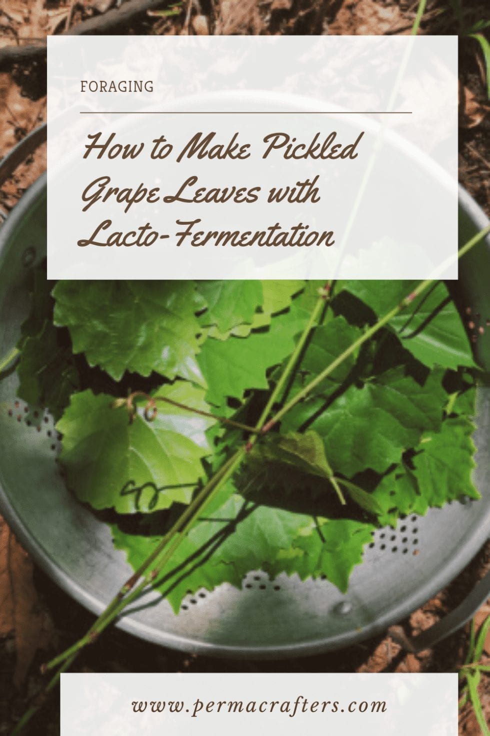 How to Make Pickled Grape Leaves with Lacto-Fermentation - Permacrafters