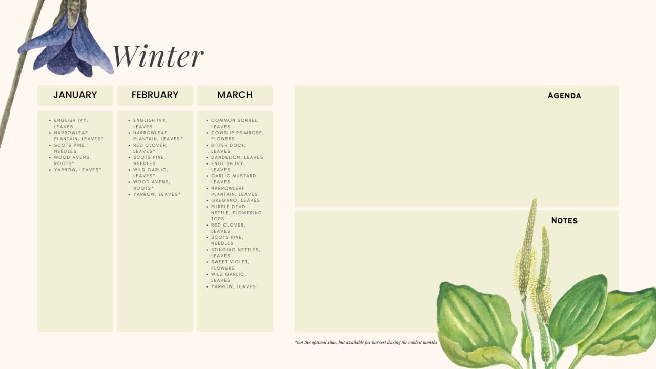 Foraging Edible & Medicinal Plants FAB - Permacrafters